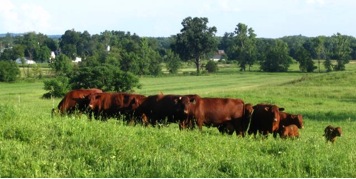 Want to work on a grass-based livestock farm for Bard Credit?