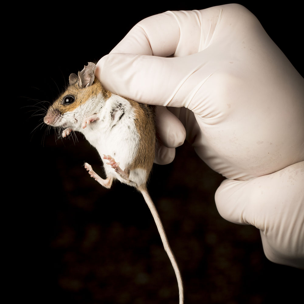 New Study Coauthored by Bard Professor Felicia Keesing on Rodent-Borne ...