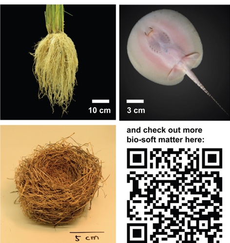 From Curiosity to Inventions: Exploring the Design Principles of ...